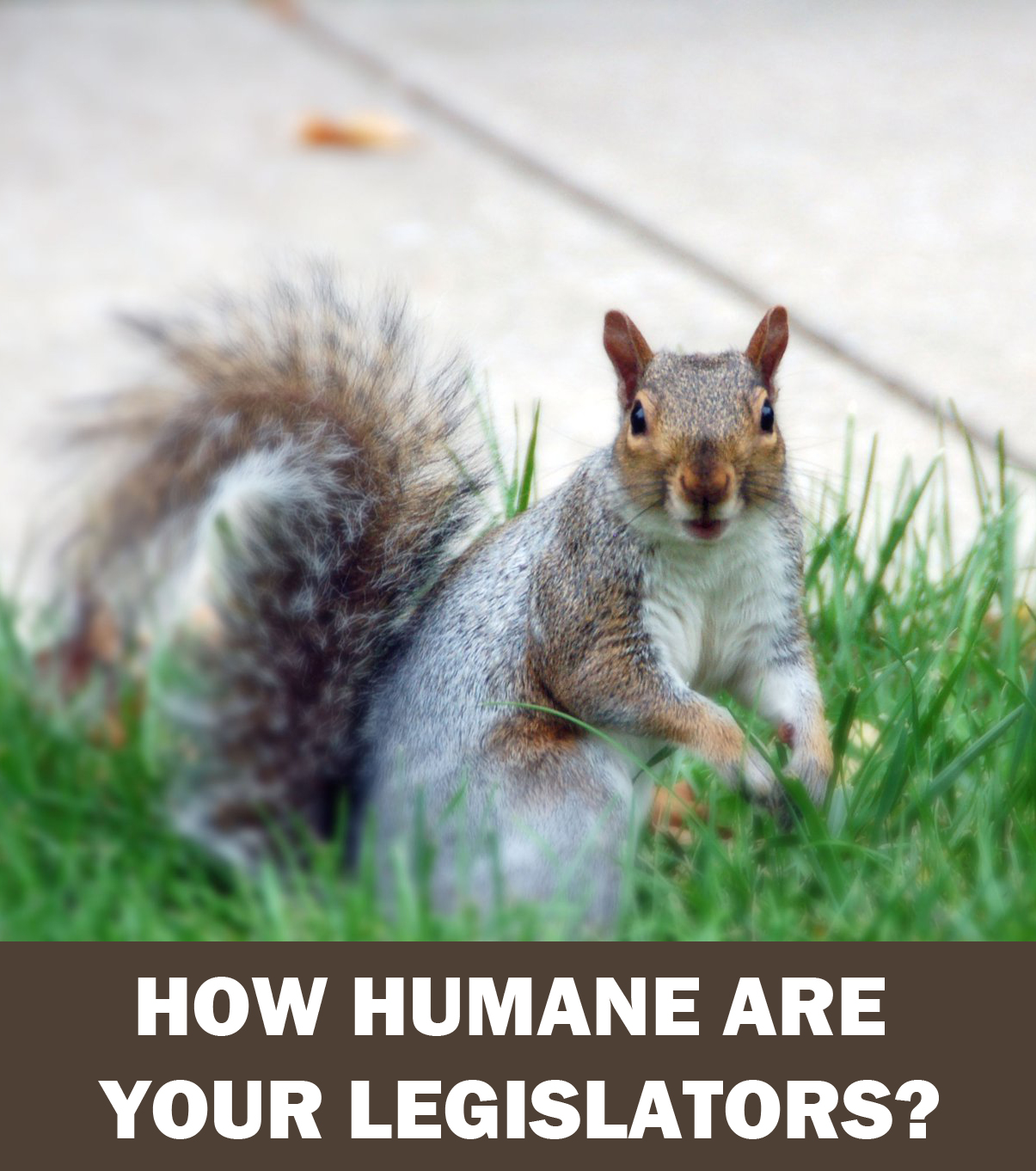 Humane PA | Scorecards