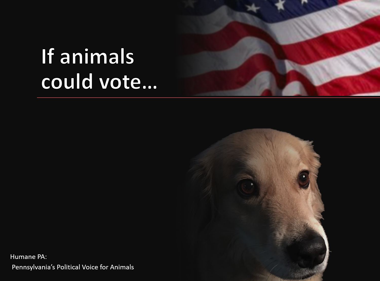 | Pennsylvania’s Animals Need You to be Their VoteHumane PA