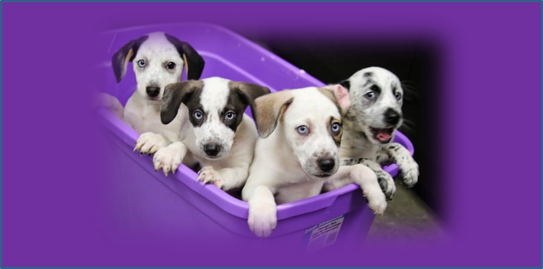 Humane PA | Pennsylvania's Political Voice for Animals